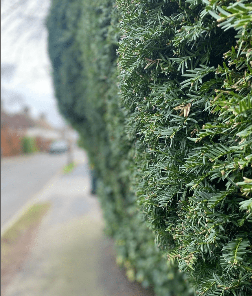 Importance of keeping your hedges trimmed back from footpaths and roads ...